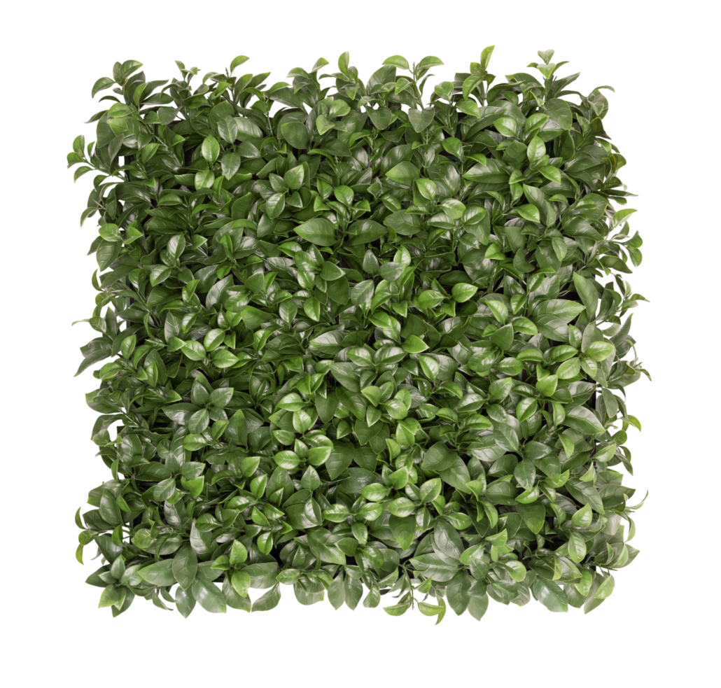 Ficus Hedge - SGW Canada