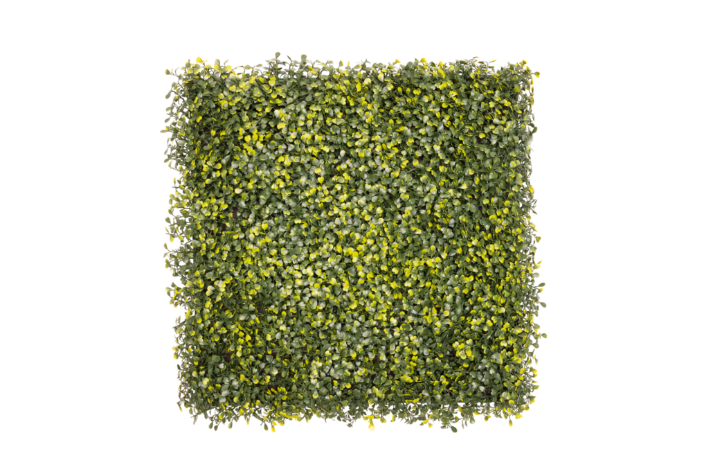 Yellow Boxwood - SGW Canada